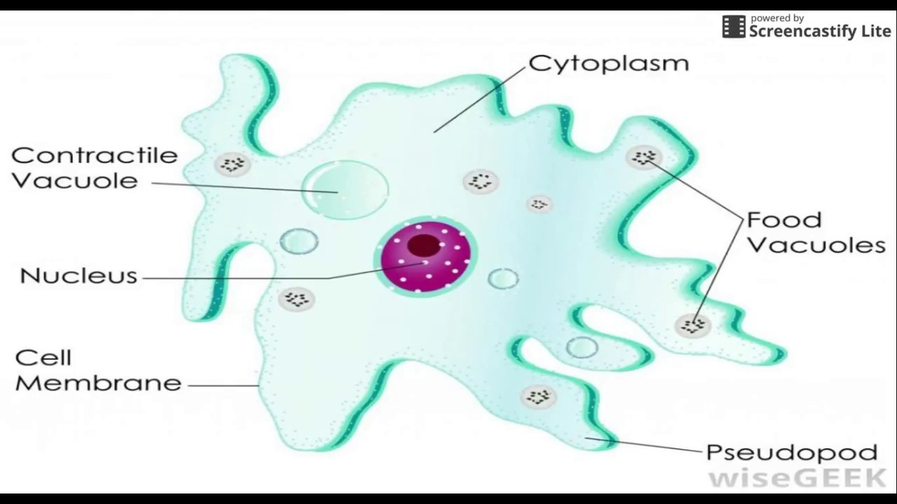 Amoeba Science Project - YouTube