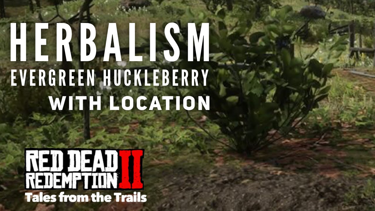 Red Dead Redemption 2: Evergreen Huckleberry Location (Near Butchers ...