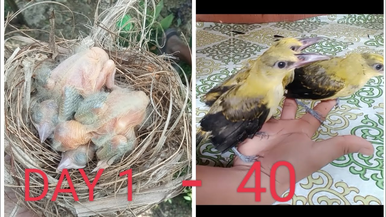 Update sa Kilyawan From day 1 - 40 #18☺️☺️☺️ - YouTube