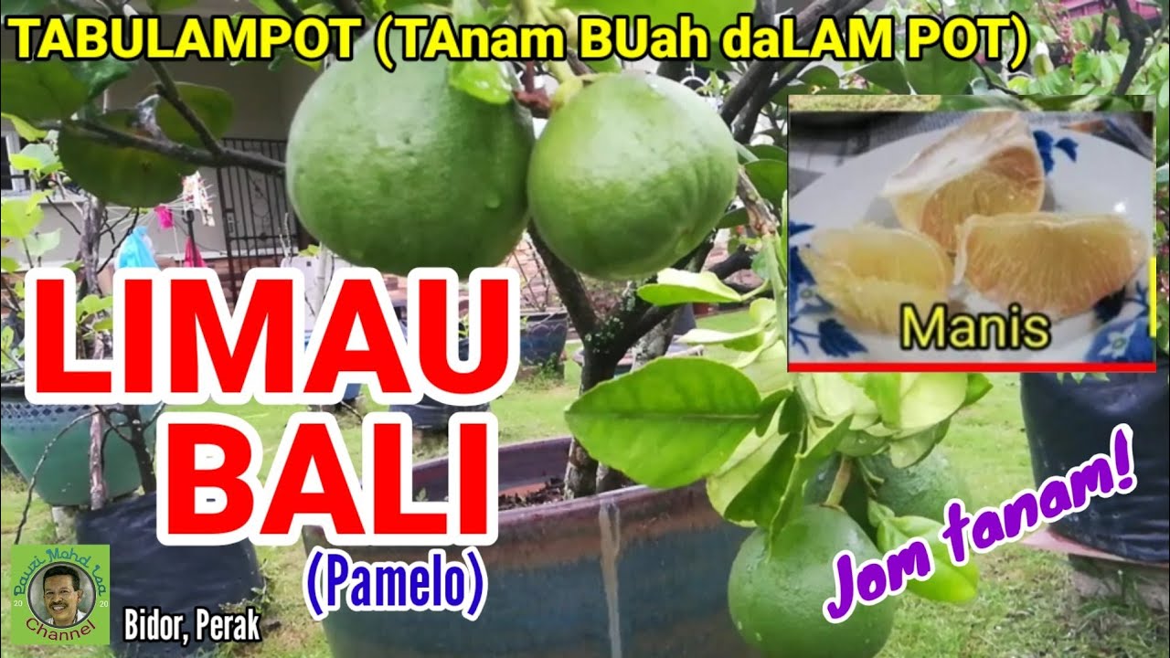 LIMAU BALI DI DALAM PASU | TABULAMPOT - YouTube