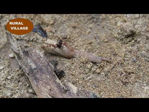 red ant to black ant attack