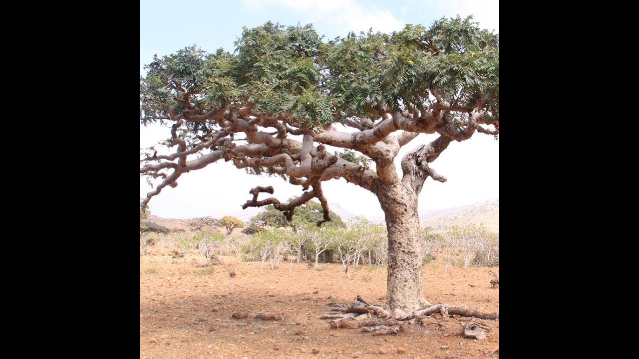Frankincense Tree Seeds (Boswellia sacra) 🌿 | Rare Desert Tree for ...