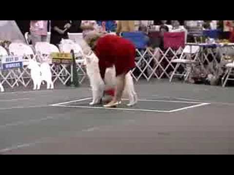 Vanderbilt Samoyeds - YouTube