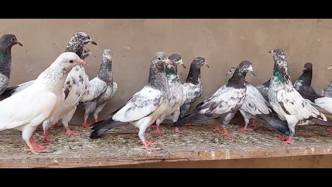 baby pigeon delivery Teddy golden 03244753622 - YouTube