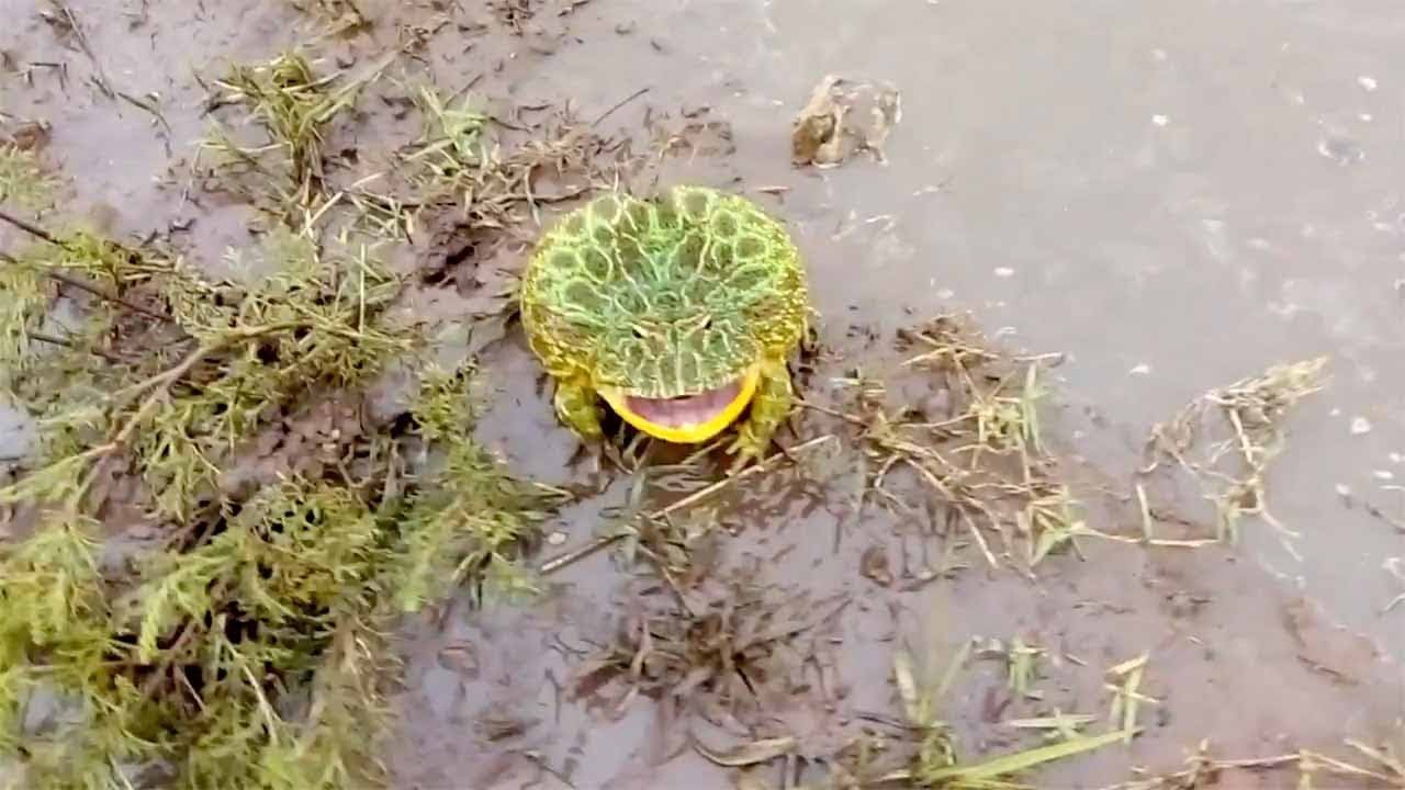 Toad Screams in Self Defence Technique - YouTube