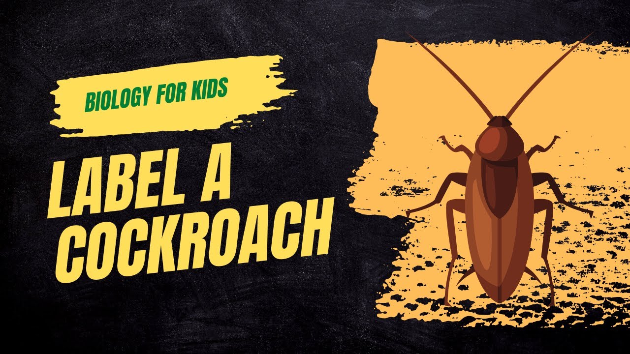 Label A Cockroach Diagram For Kids - Interactive Diagram On How To ...