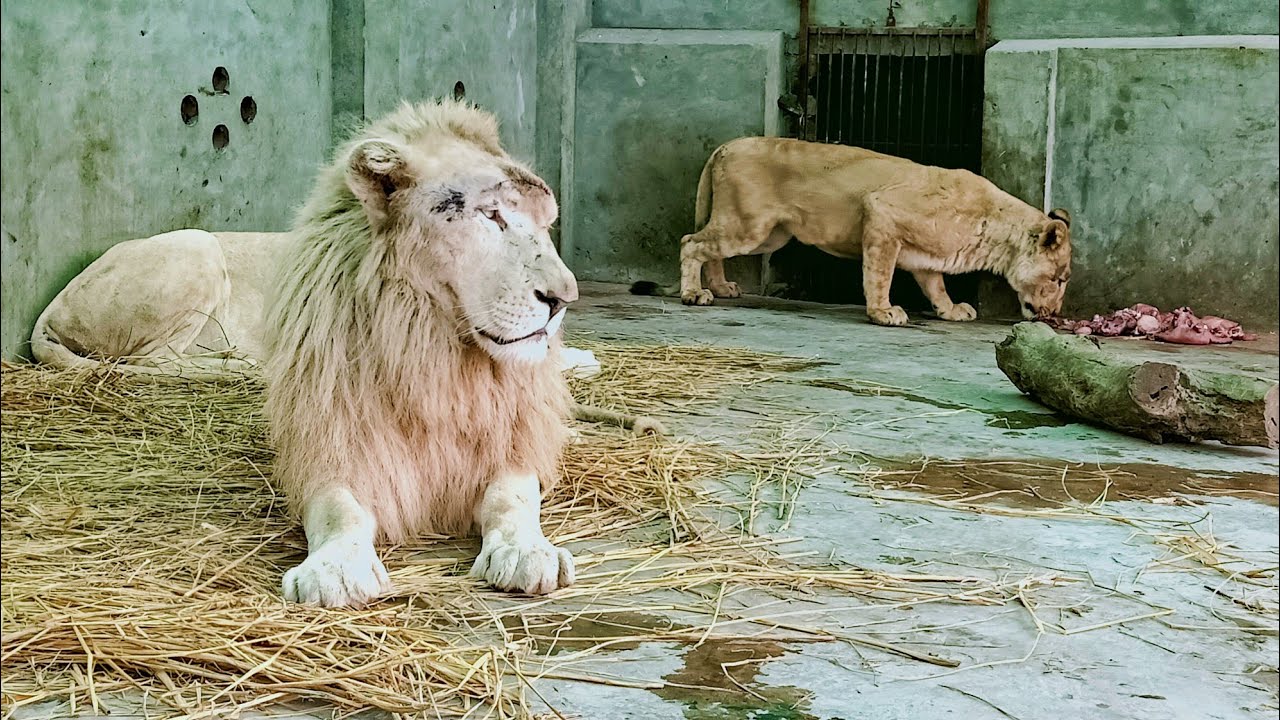 Treatment of white Lion - YouTube