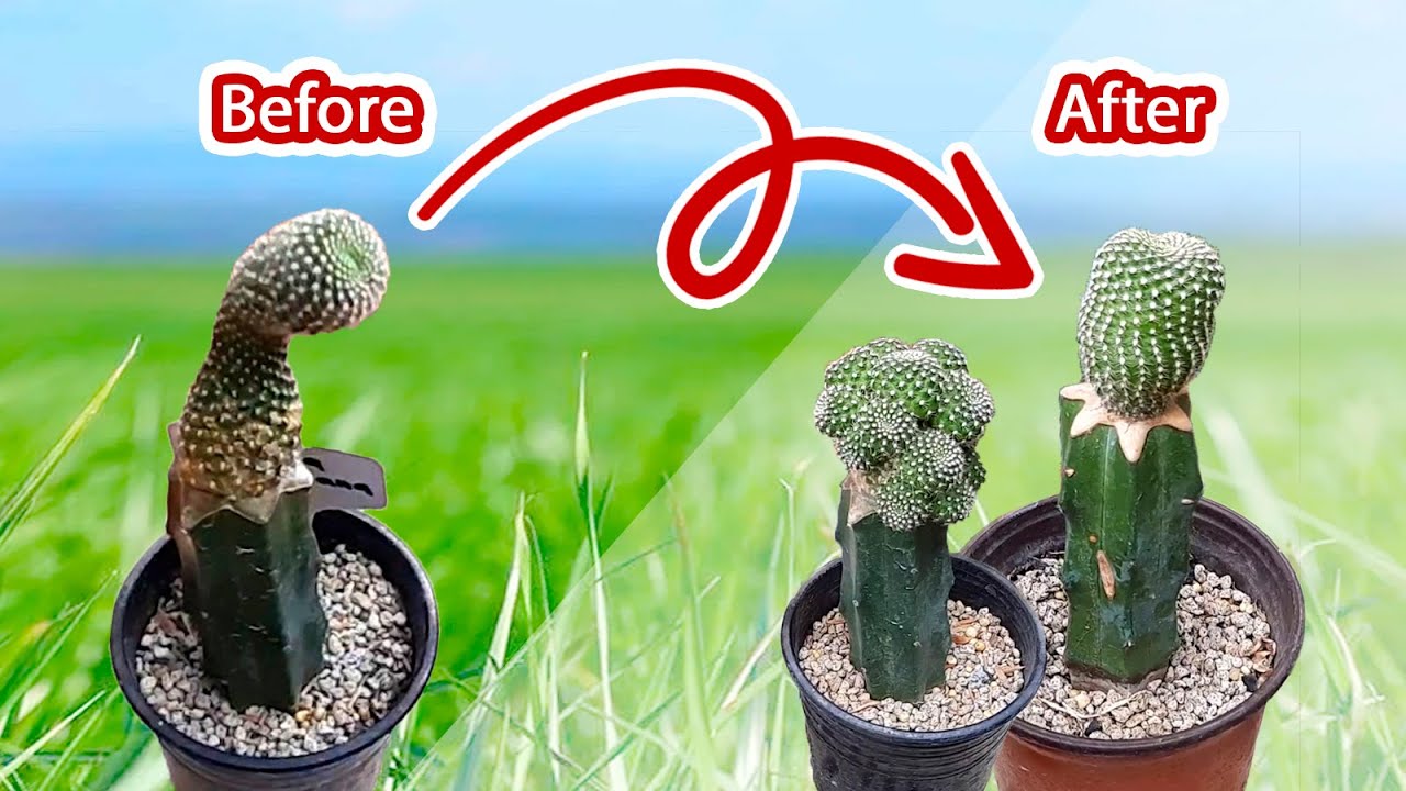 Fixing Etiolated Cactus by Cutting 多肉植物 | 다육이들 | SUCULENTAS - YouTube