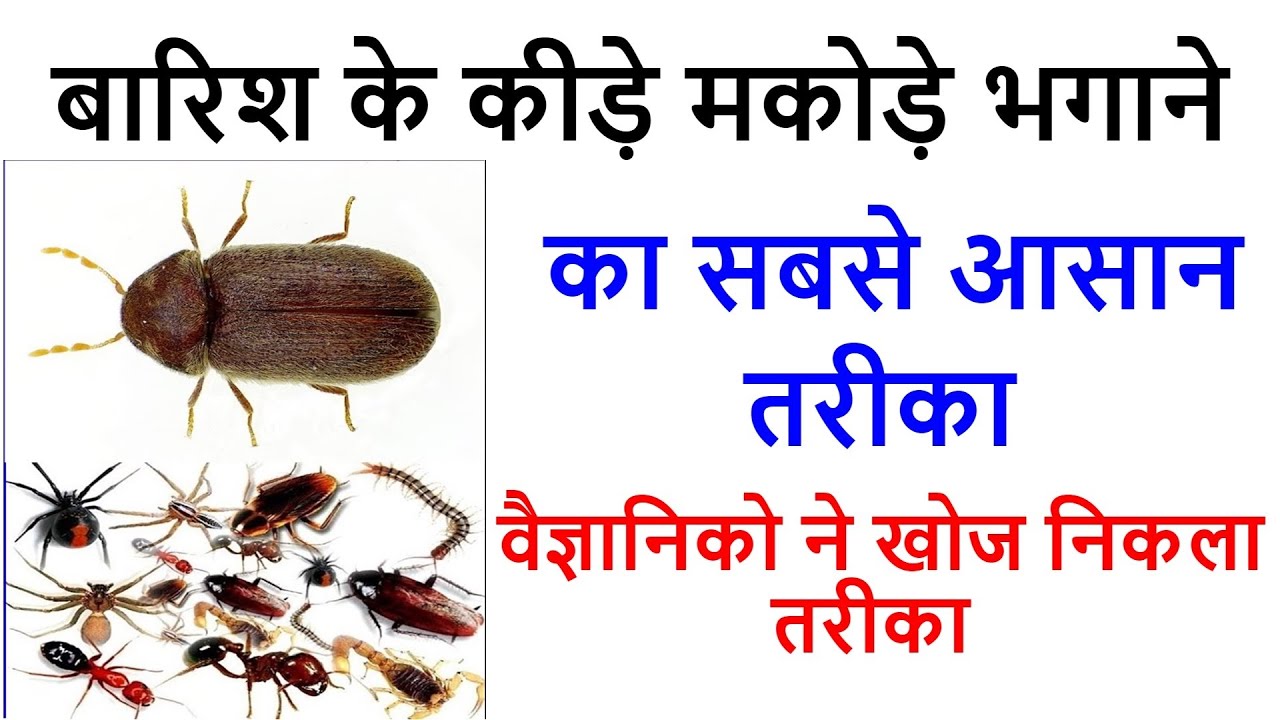 बारिश के कीड़े मकोड़े भगाने का सबसे आसान तरीका ! barish ke kide kese ...