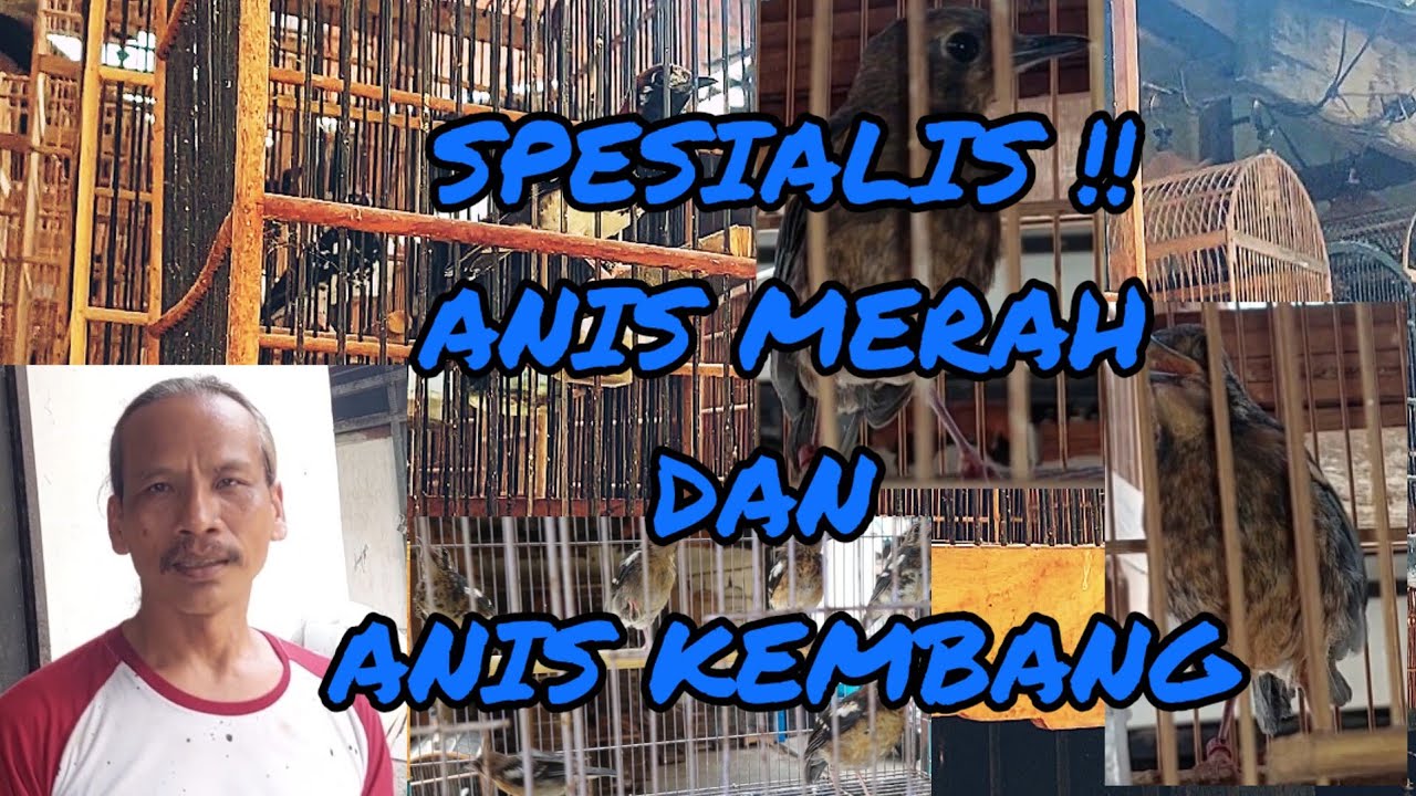 EDISI SPESIALIS !! Anis merah dan anis kembang - YouTube