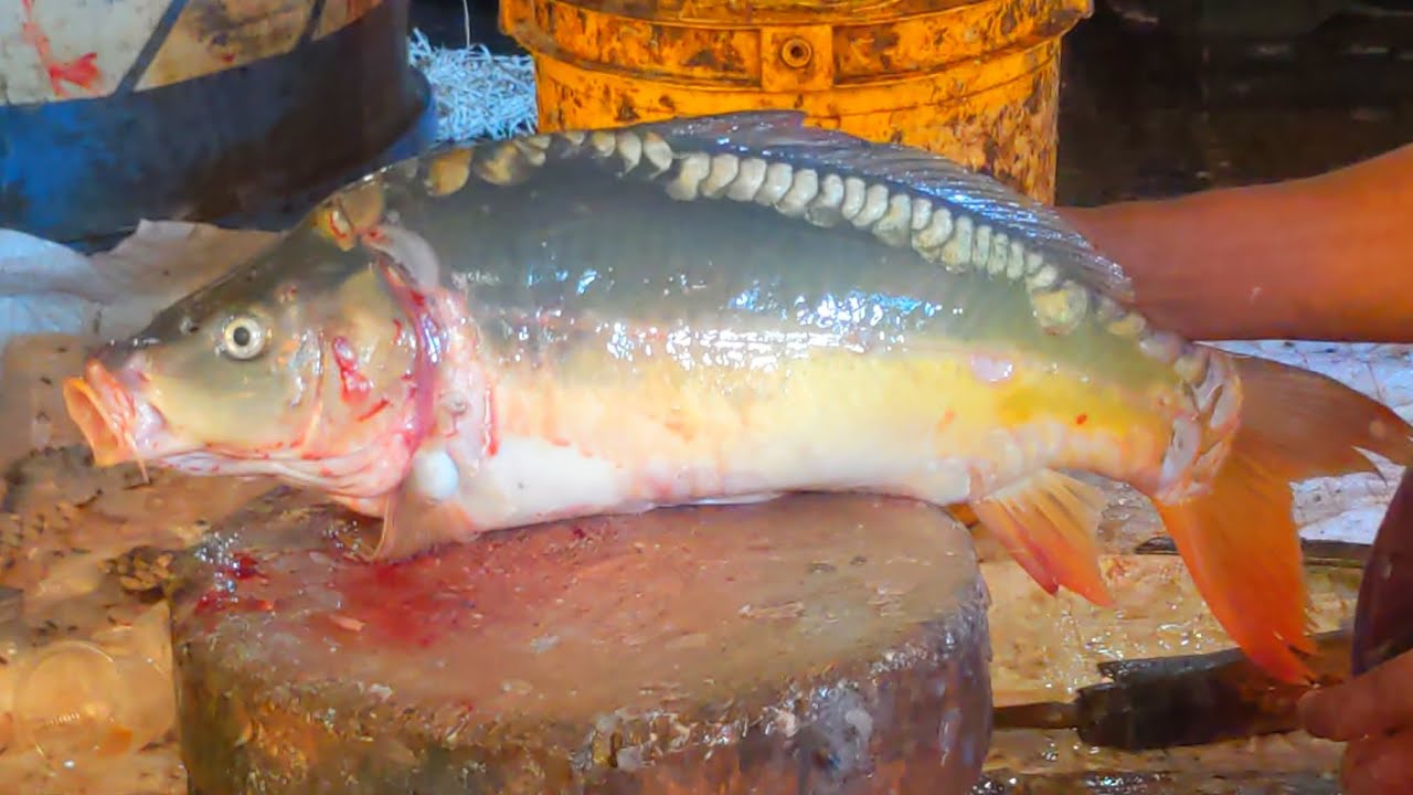 Amazing Egg Fish! Huge Mirror Carp Fish Cutting Live In Fish Market ...