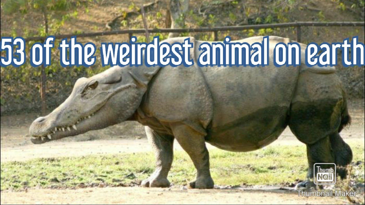 Strangest Animals On Earth Ever