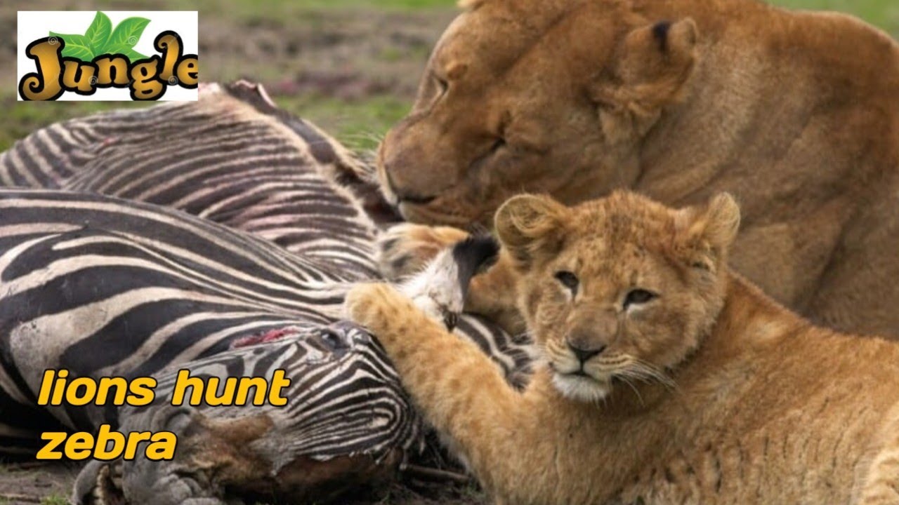 lions hunting a zebra|| lion hunting zebra alive😱 - YouTube