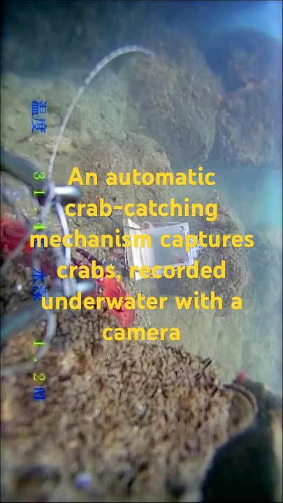 "An automatic Crab Fishing mechanism captures crabs, recorded underwater with a camera." - YouTube