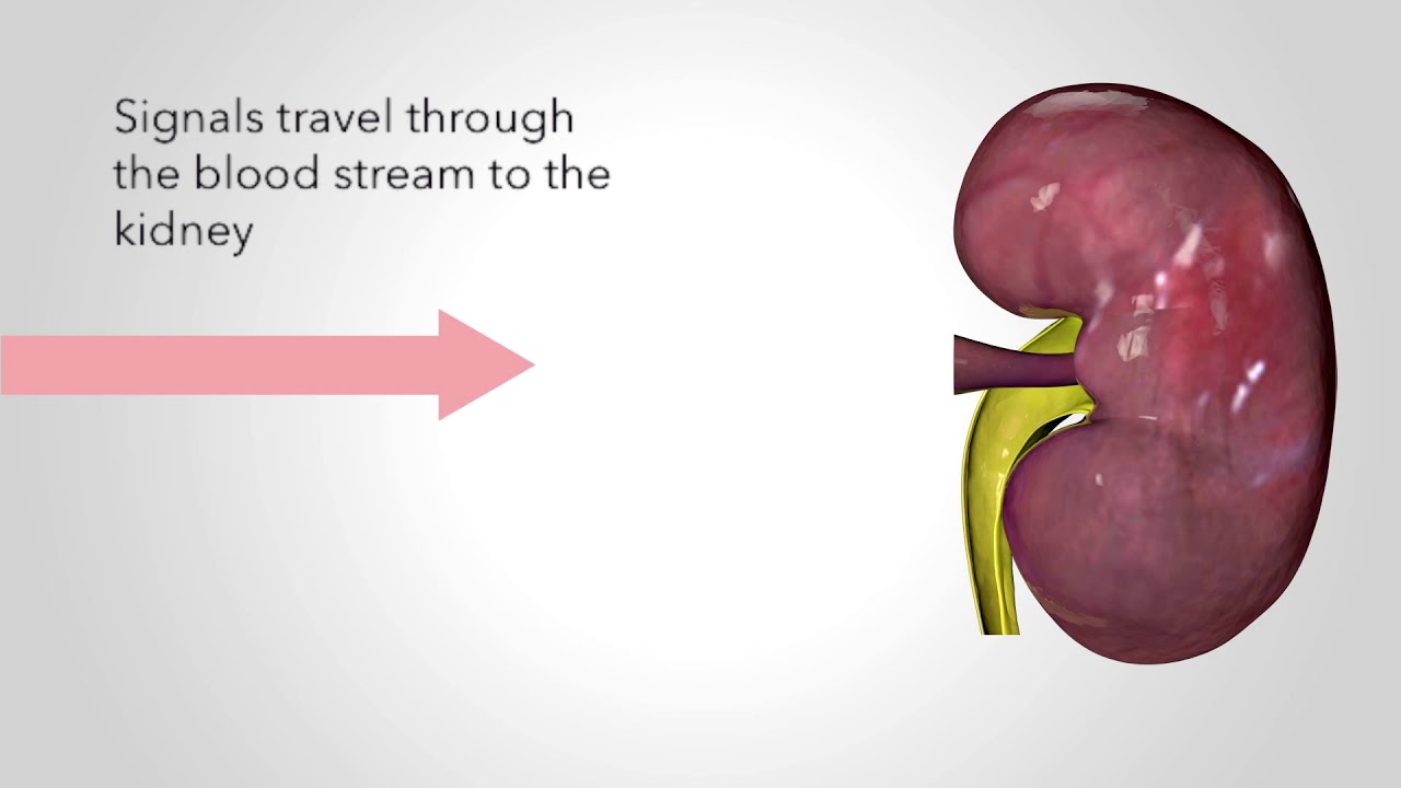 Glympse Bio - How It Works - YouTube