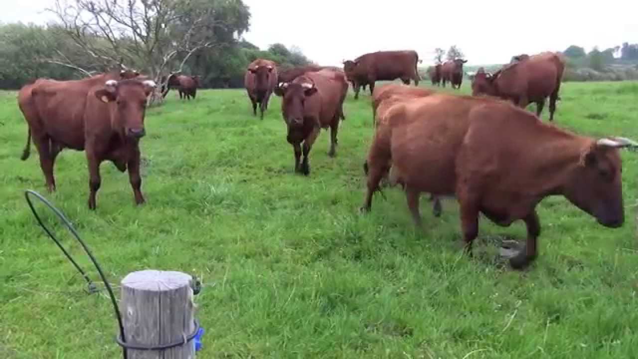 røde køer drikketid - YouTube