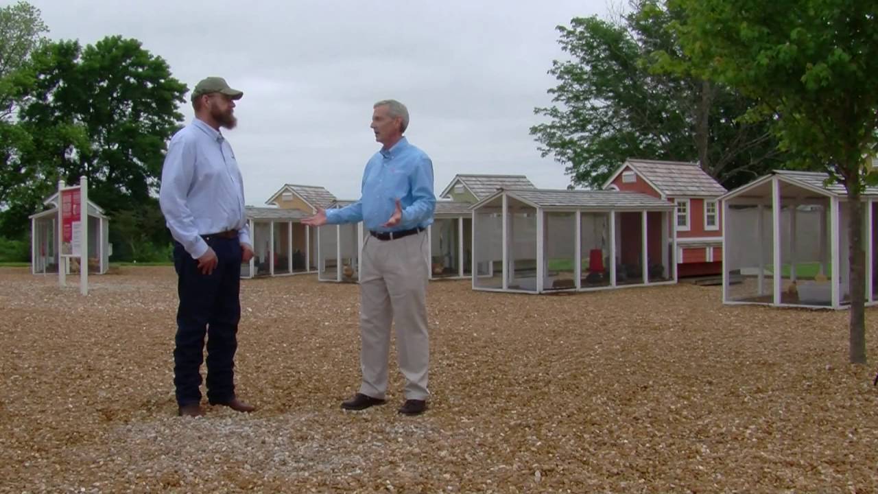 Biosecurity for Backyard Chickens - YouTube