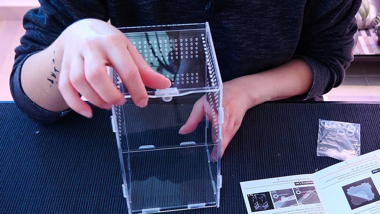 Assembling a small praying mantis enclosure from Amazon - Cute Mini ...