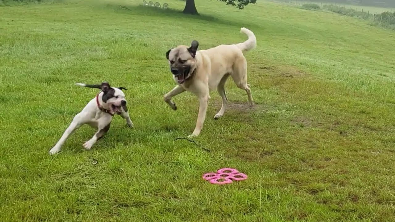 Kangal Dog Playing With American Bulldog Cross Boxer - YouTube