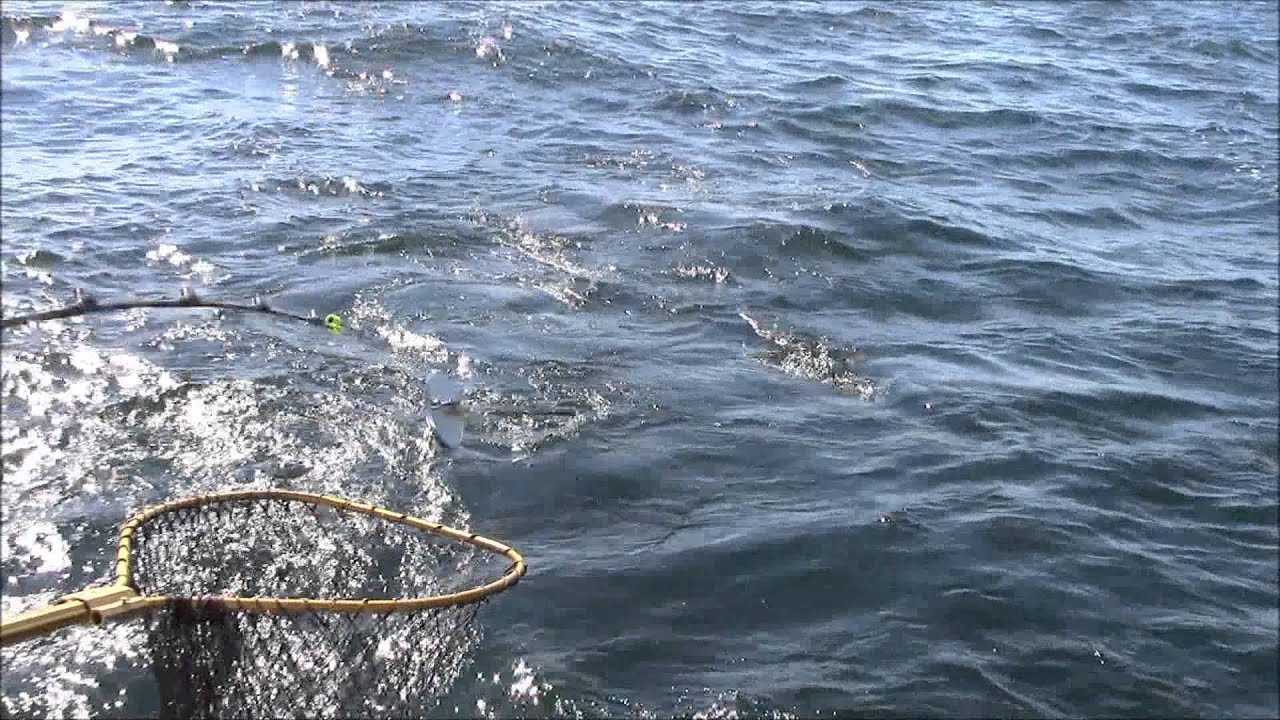 Vision Quest Sport Fishing - Walleye Fishing on Lake Erie 09.16.14 ...