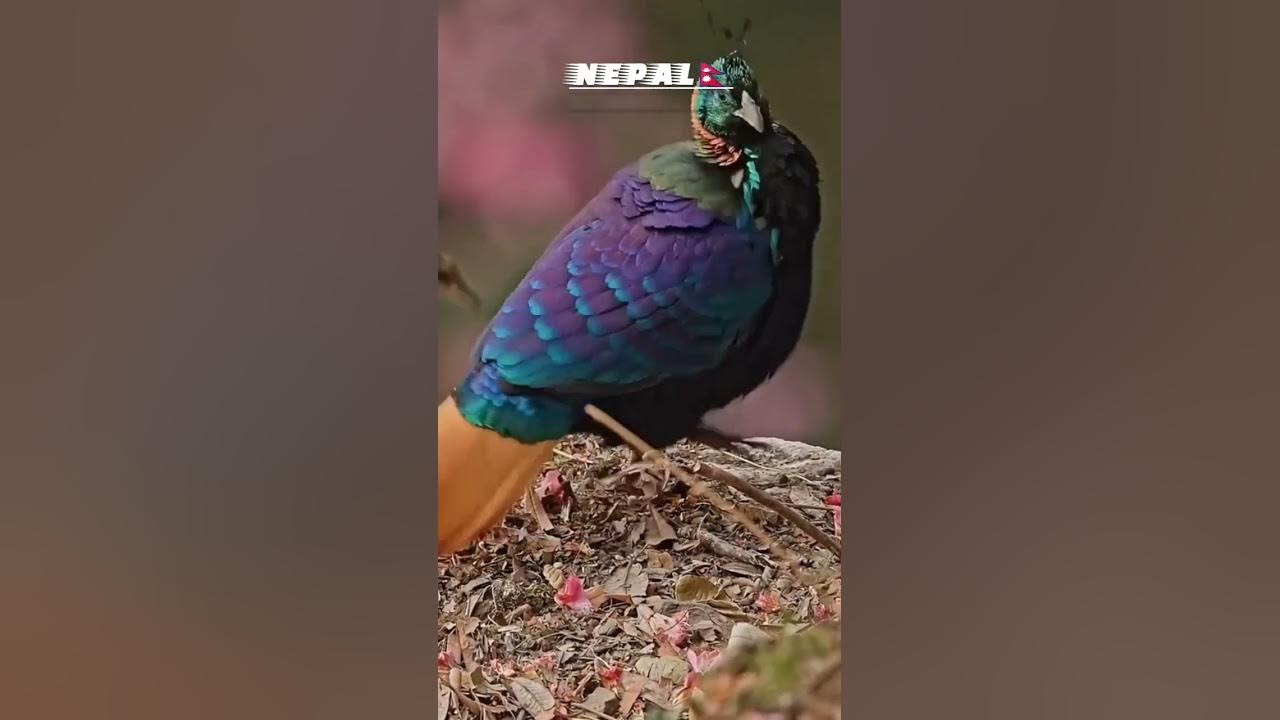 Nepalbeuty Please Youtube