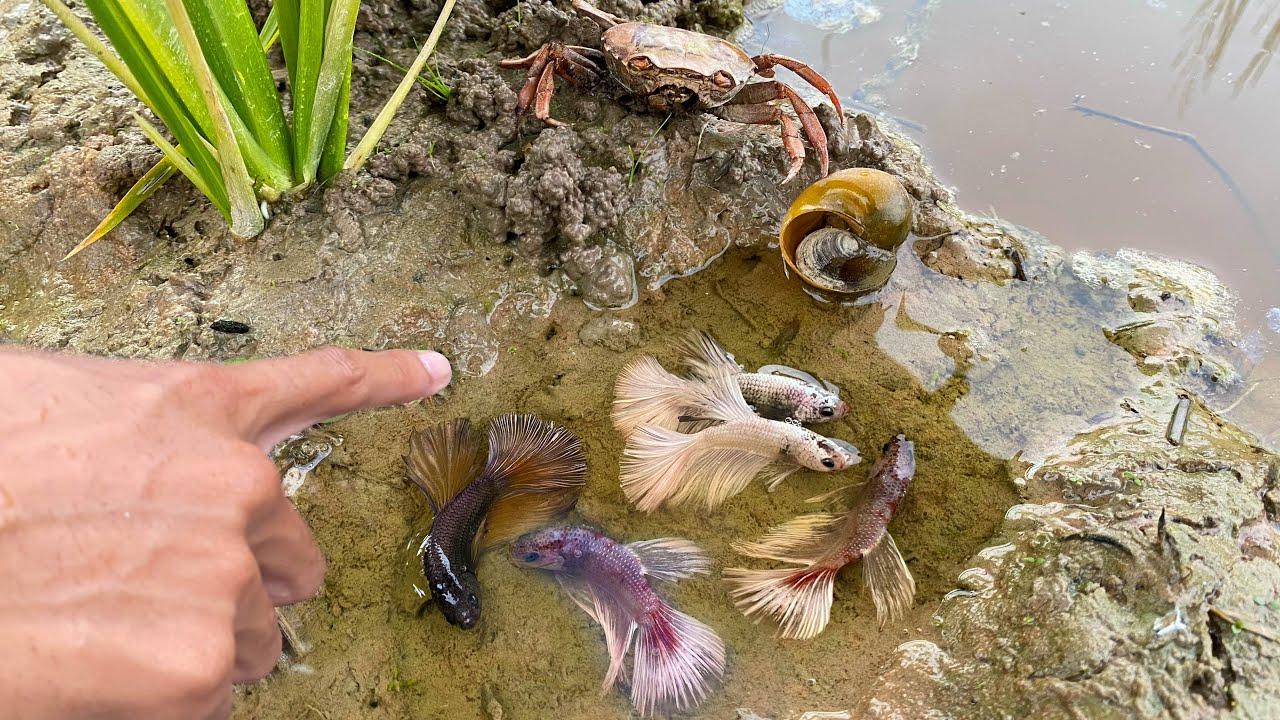 Incredible Method To Catch A Lot Of Betta Fish From Rice Field In Cool ...
