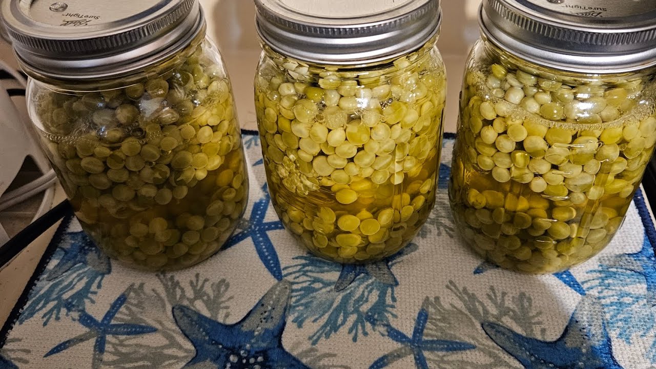 June 2023 shucking??? peas. My biggest pea harvest yet. # ...