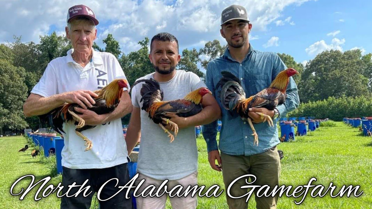 White Leg Kelso NORTH ALABAMA FARM - Ediomar Cambron - YouTube