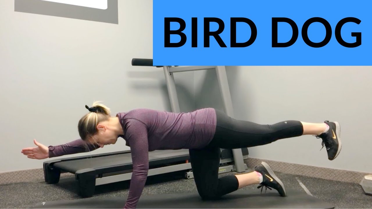 Bird Dog - Alternating Arms & Legs | Frontenac Chiropractic and Sports ...