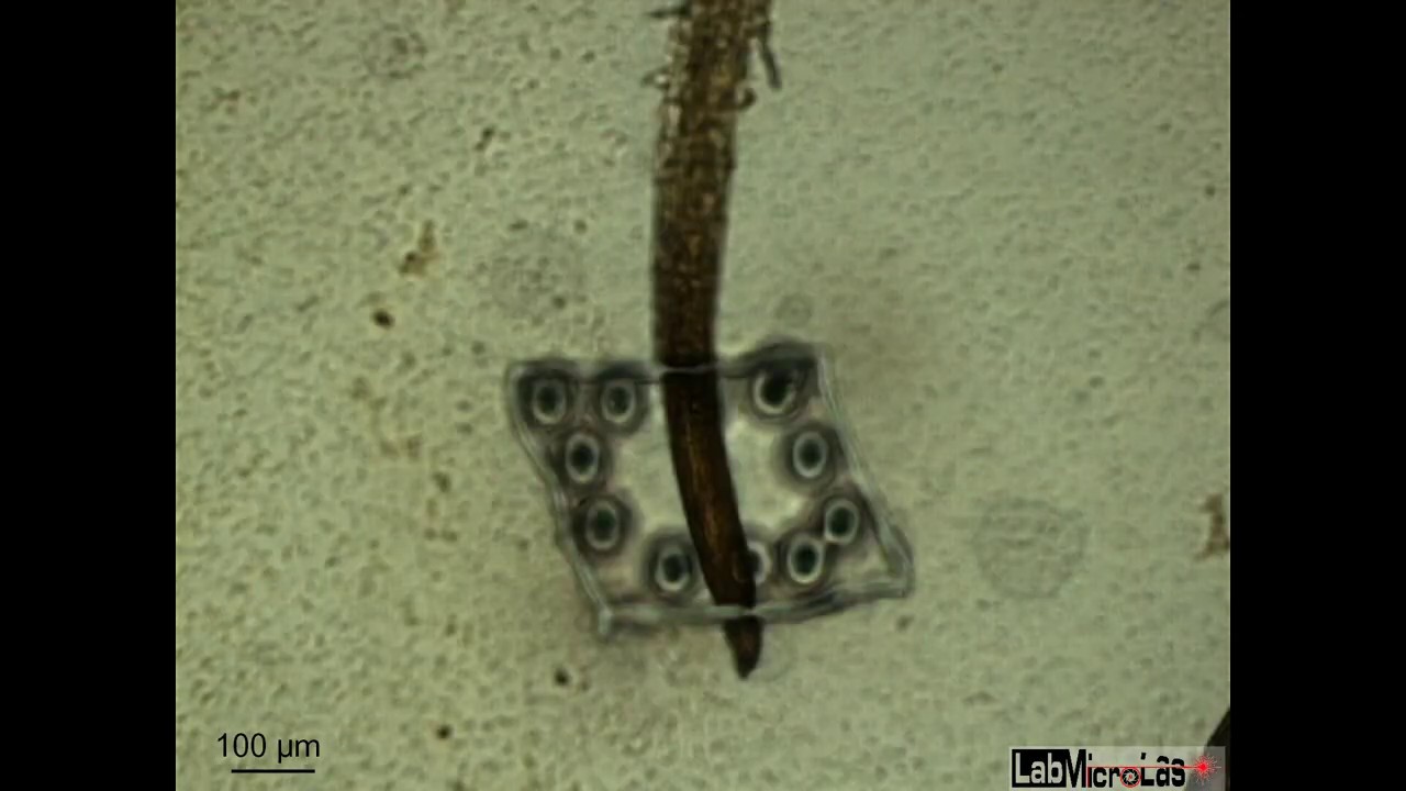 Microdisección de meristemos completos de raíz de arabidopsis con el ...