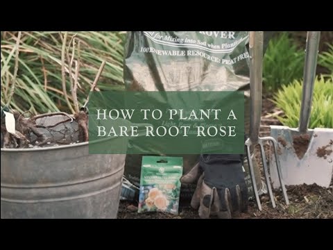 How To Plant Dormant Rose Bushes