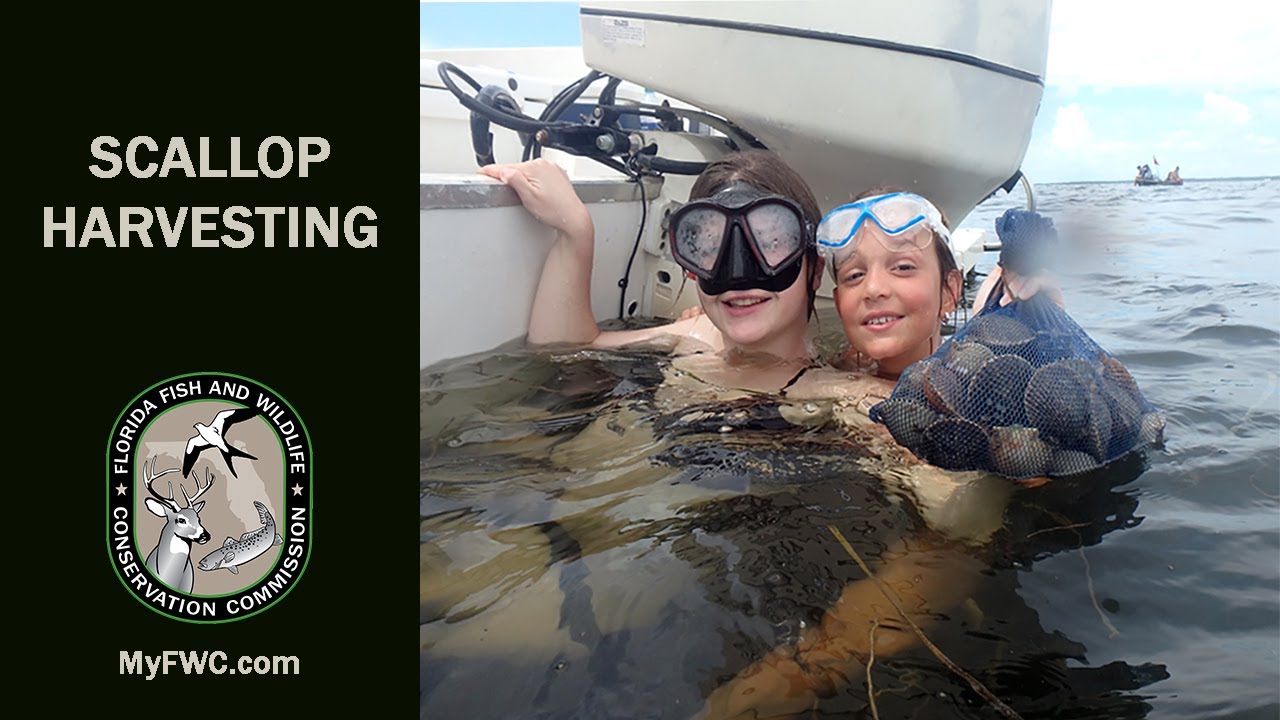 Dive into summer scallop season with caution