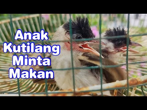 Suara Anak Burung Kutilang Minta Makan - YouTube