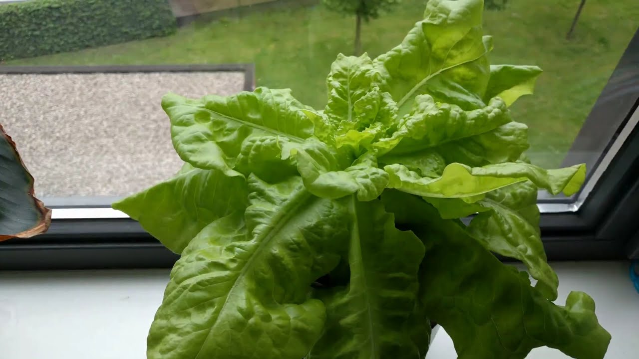 A day in the life of lettuce - YouTube