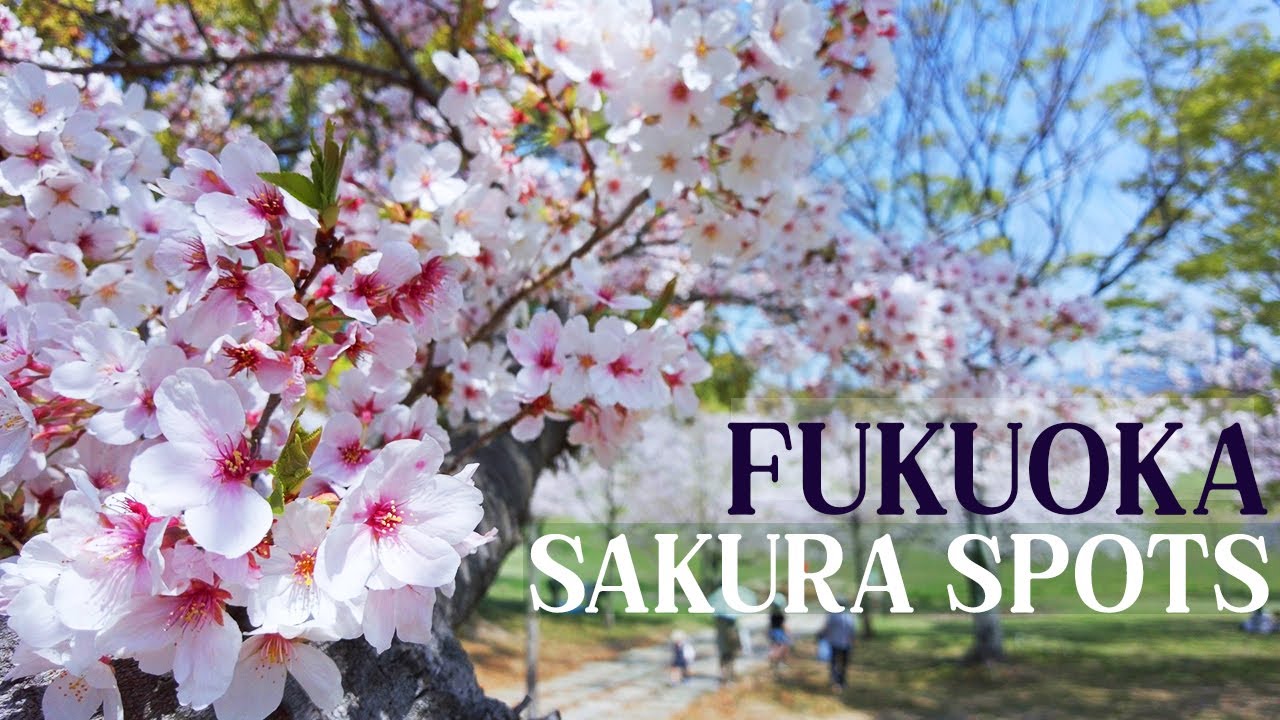 Fukuoka in Bloom: Cherry Blossom Sakura Viewing Spots in Fukuoka - YouTube