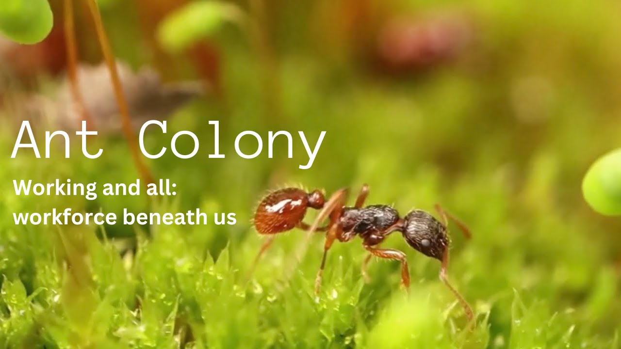 Study : Ant Colony - YouTube