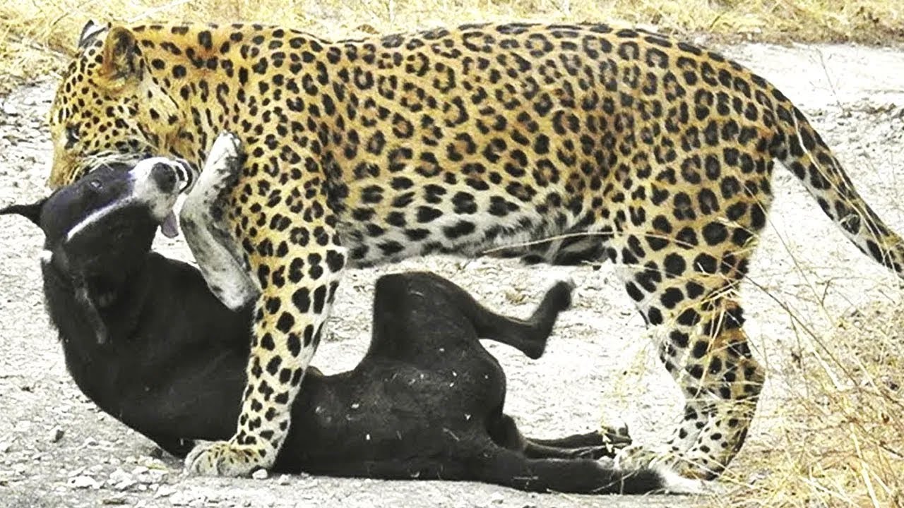 Leopard leopard and its brutal attacks on dogs, hyenas and goats ─ wild ...