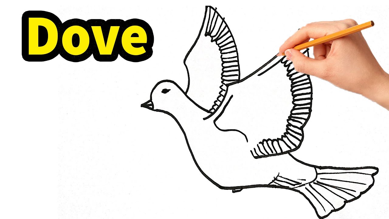 How to Draw a Dove - Dove drawing Step by Step for kids - Pigeon ...