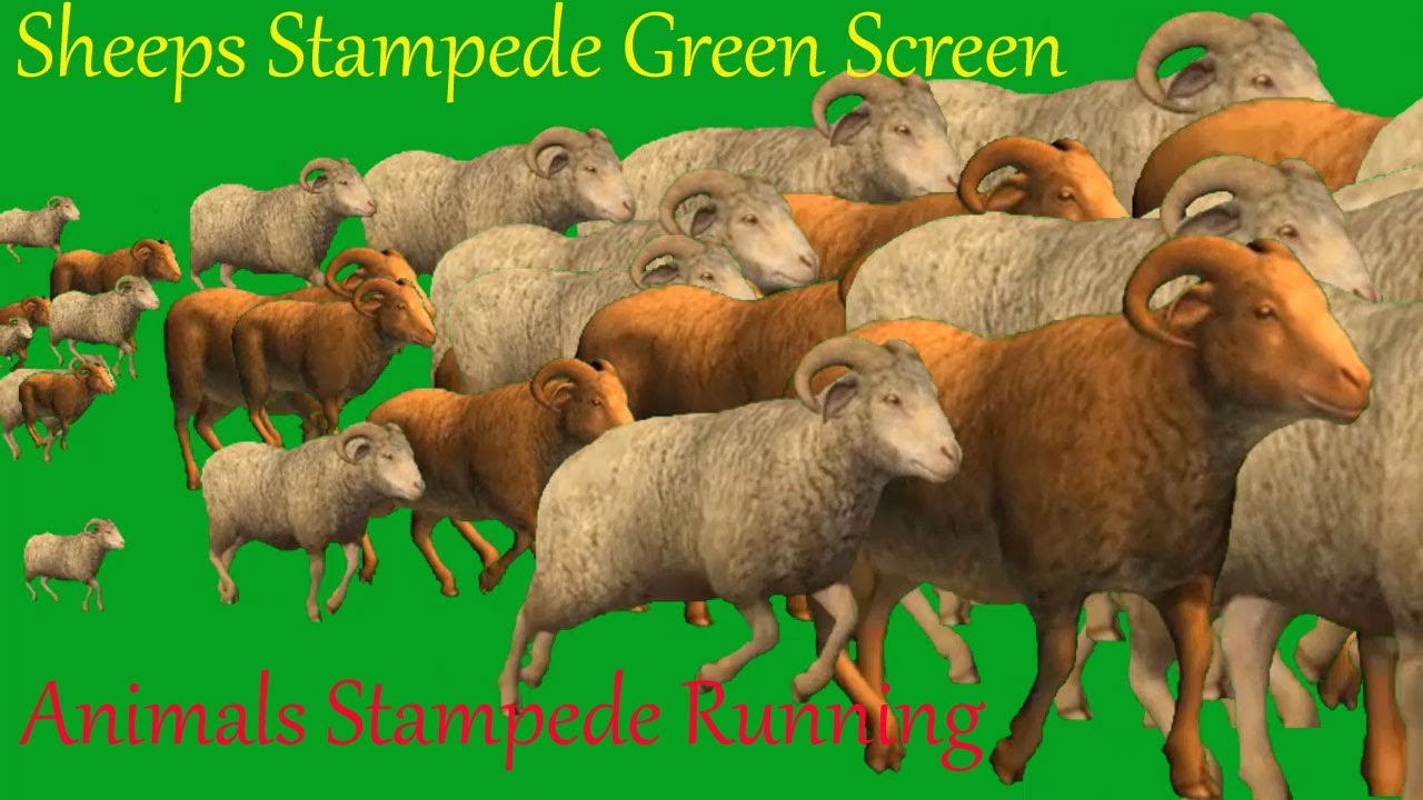 Green Screen Sheeps Stampede Running and Walking Green Screen Blue ...