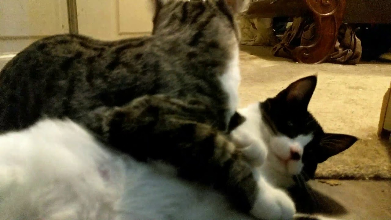 kitten attack unit - YouTube