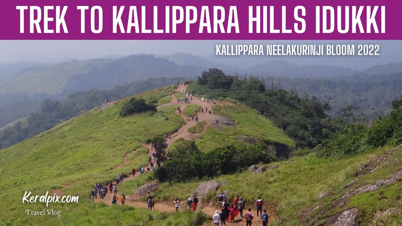 Trek to Kallippara Hills in Idukki, where Neelakurinji flowers bloomed ...