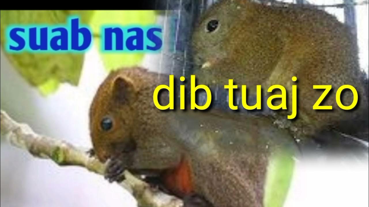 suab nas quaj dib tuaj zoo .yuloum - YouTube