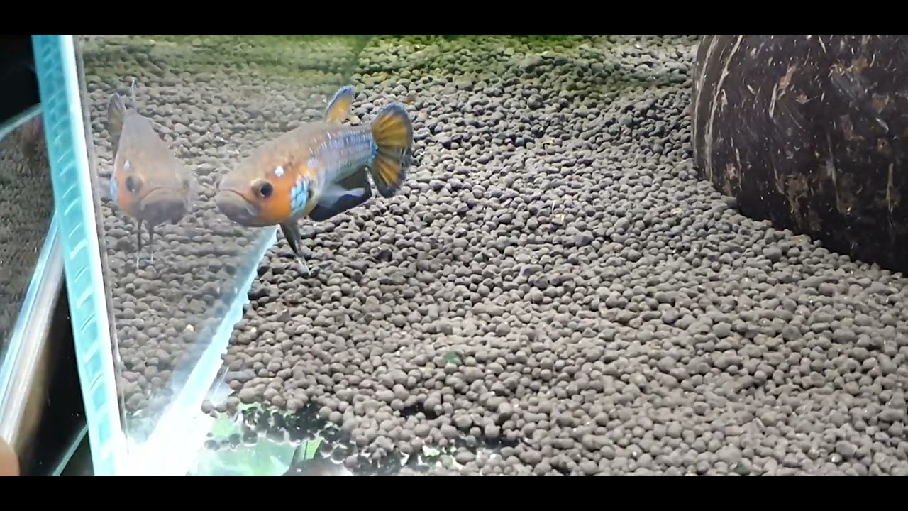 betta sp candy angry looks - YouTube