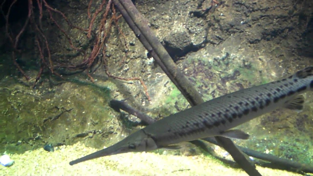 florida gar and shortnose sturgeon tank at the virginia beach aquarium ...