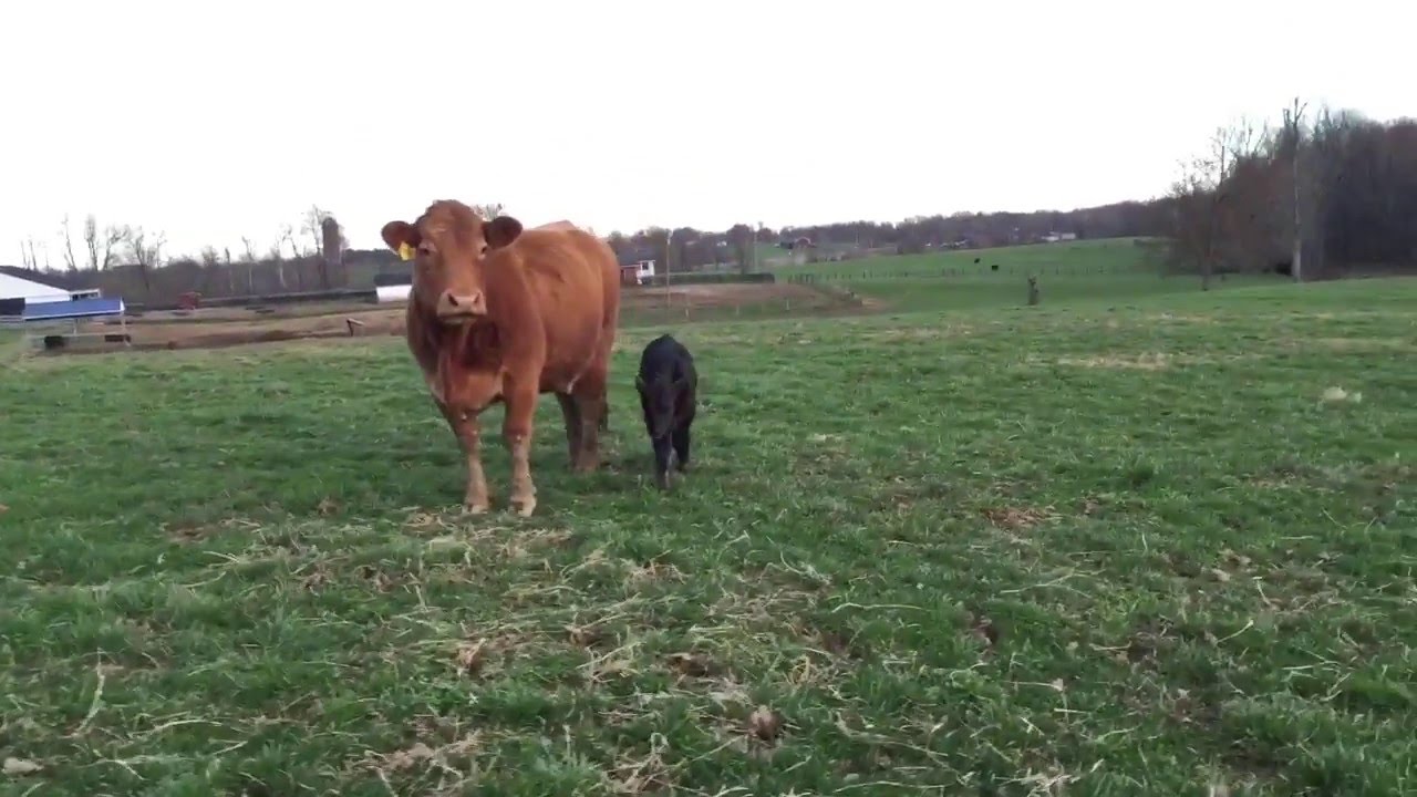 Everyday routine of checking cows - YouTube