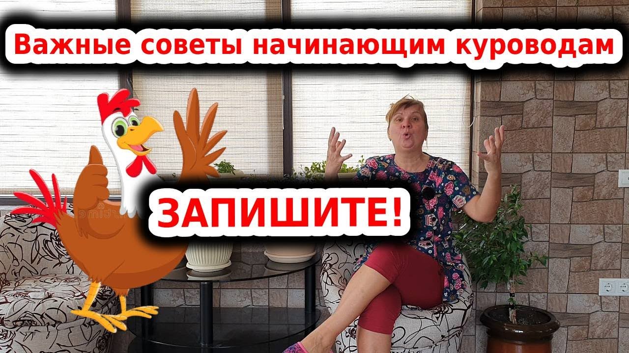 Куры несушки и их помет Советы новичкам Youtube