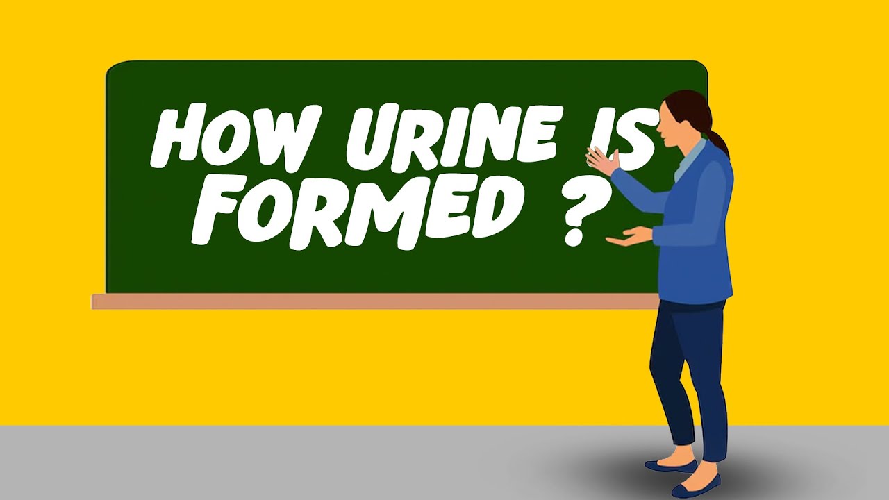 How Urine is Formed | Class 9 | Biology - YouTube