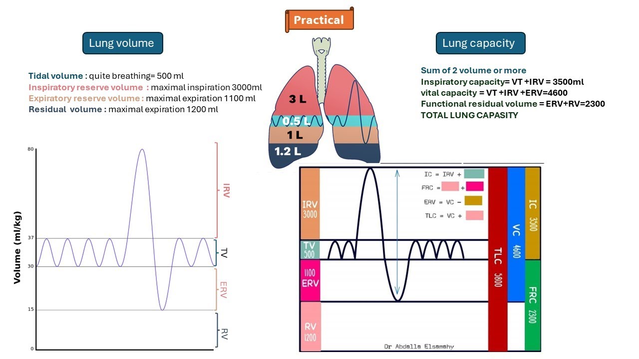 Respiratory practical physiology - YouTube