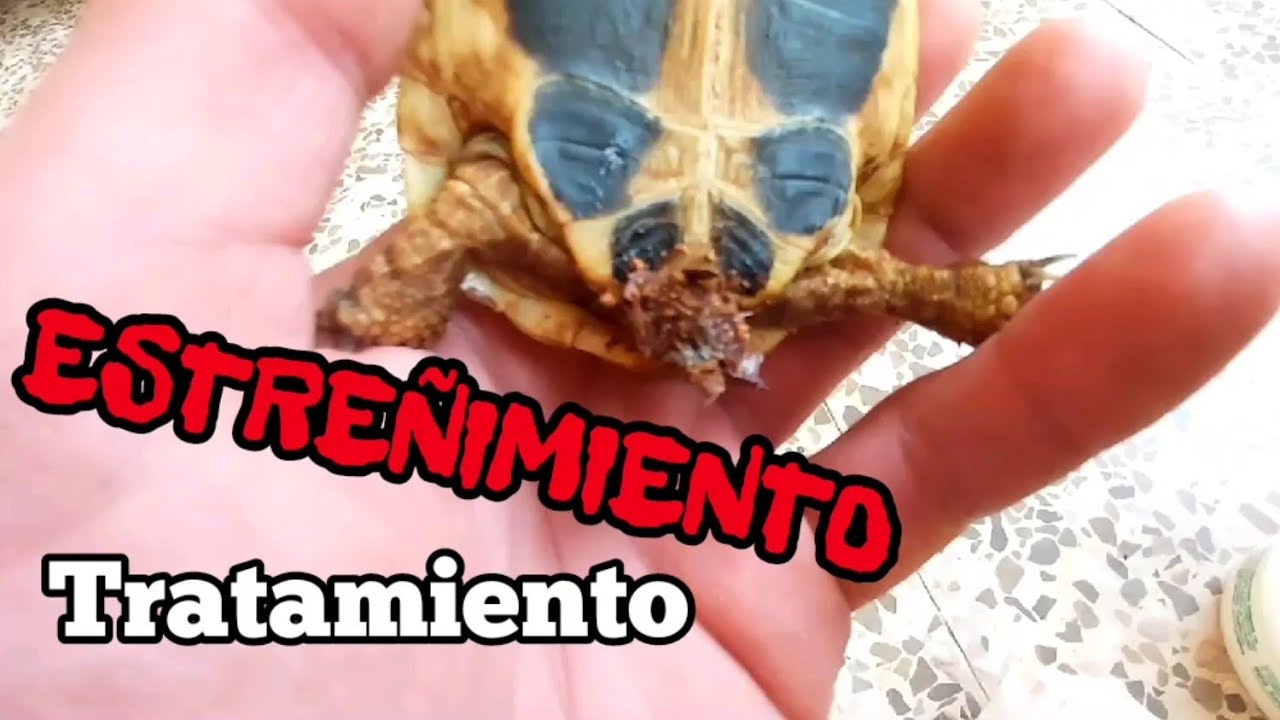 ESTREÑIMIENTO en tortugas de Tierra, causas, Tratamientos - YouTube