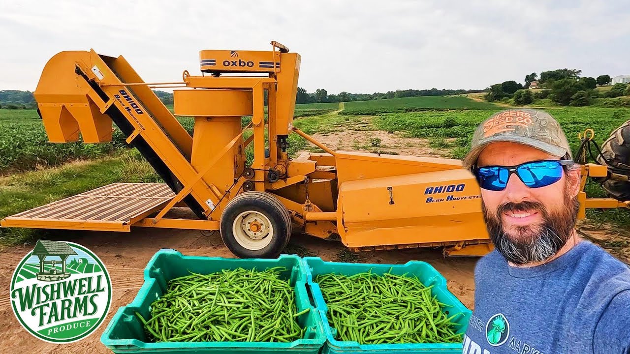 INCREDIBLE GREEN BEAN HARVESTING MACHINE: OXBOW BH100 - YouTube